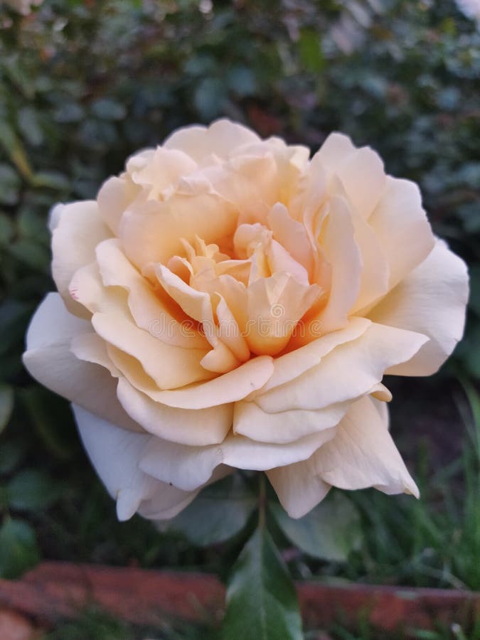 Large Tea Rose. Compliment. Stock Image - Image of yellow, bouquet ...