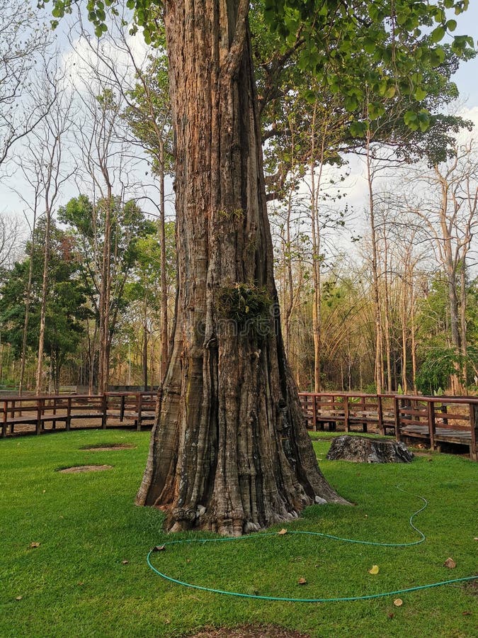 Large teak tree stock image. Image of morning, panorama - 154558633