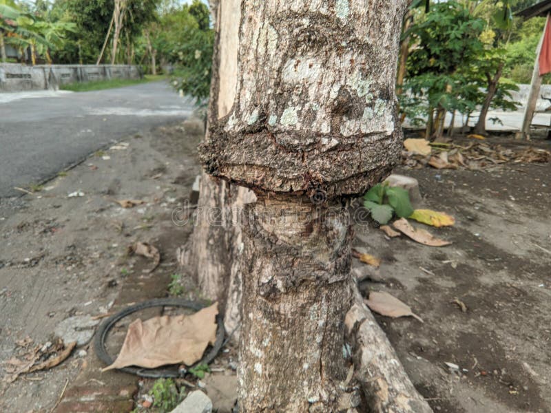 A Large Teak Tree Whose Trunk is Unique Against the Background of the ...