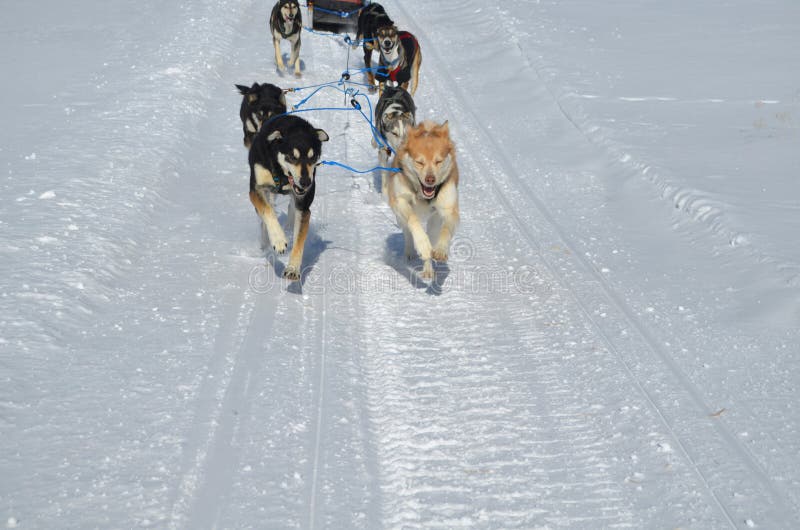 Team of Sled Dogs Pulling a Sled Stock Image - Image of fast, sled ...