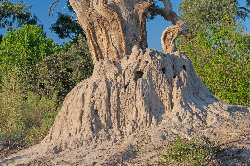 Large Termite Mound Enveloping a Tree Trunk Stock Photo - Image of ...