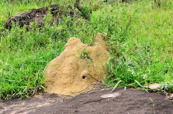 A Large Termite Mound in the Field Stock Photo - Image of woodland ...