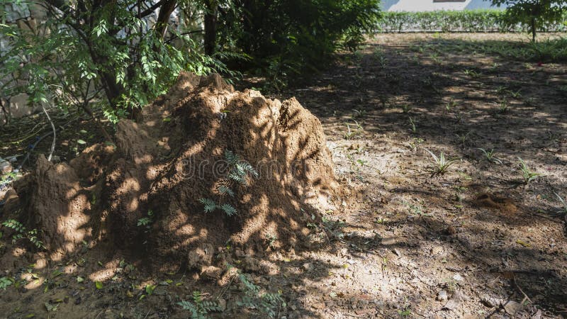 A Large Termite Mound in the Shade of Trees. Stock Photo - Image of ...