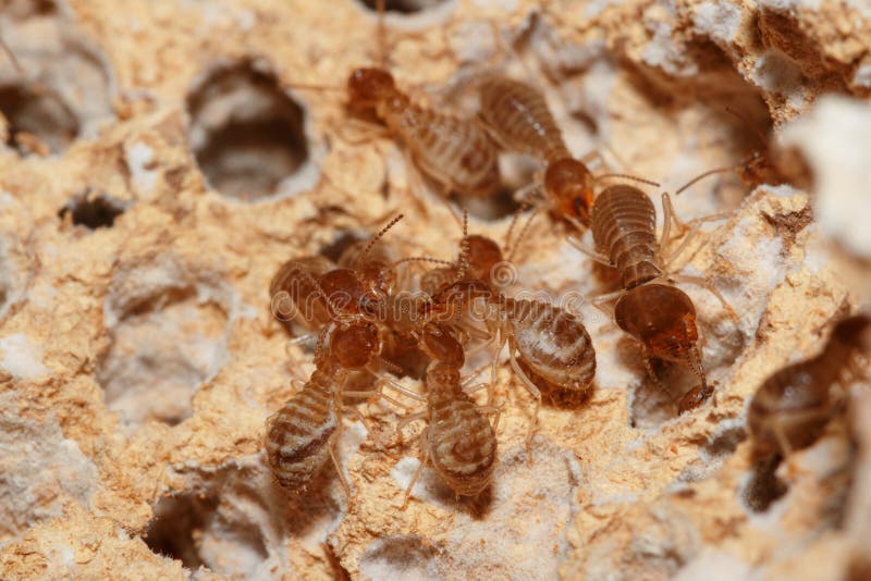 Large Termites with Walking. Stock Photo - Image of home, background ...