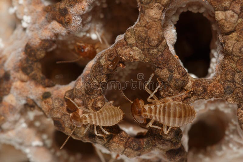 Large Termites Team with Walking. Stock Image - Image of cracked ...