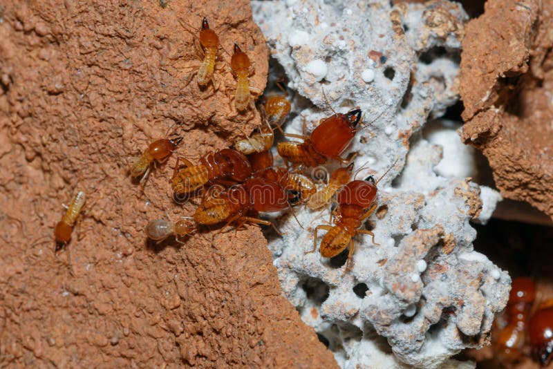 Large termites . stock photo. Image of nuisance, decorative - 232181864