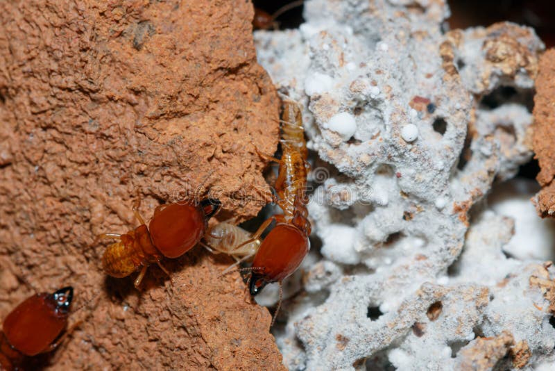 Large termites . stock photo. Image of home, nature - 232839914