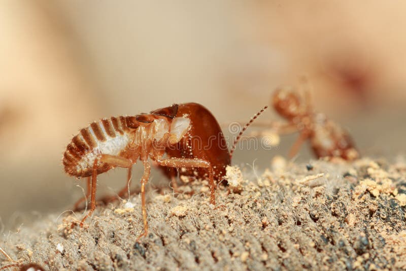 Large termites . stock image. Image of design, macro - 252970977