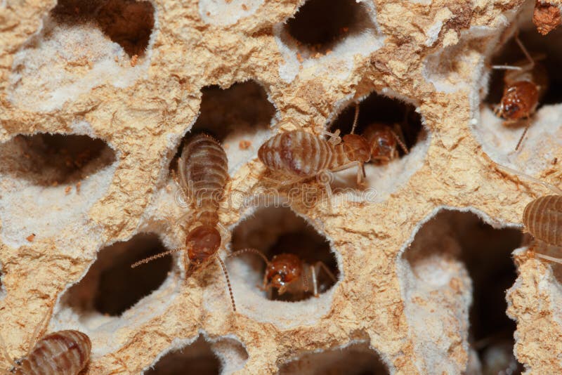Large Termites with Walking. Stock Photo - Image of home, background ...