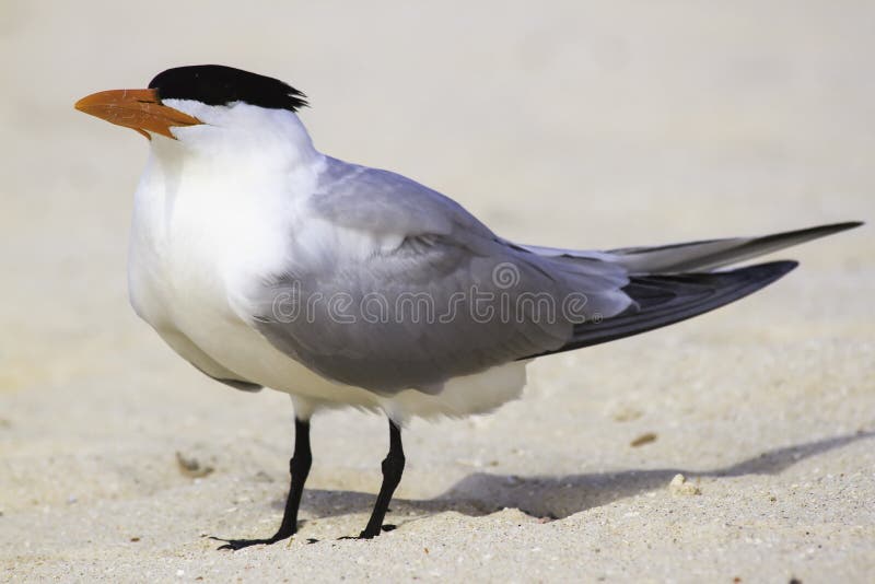 Large tern stock image. Image of birdwatching, gull, sand - 30827683