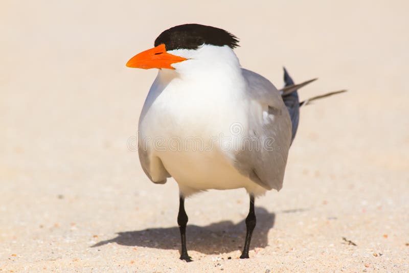 Large tern stock photo. Image of robust, gull, seagull - 31290772