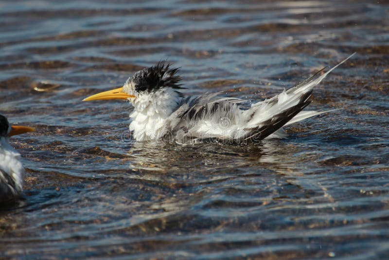 Great Crested Tern in Australia Stock Photo - Image of great, exotic ...