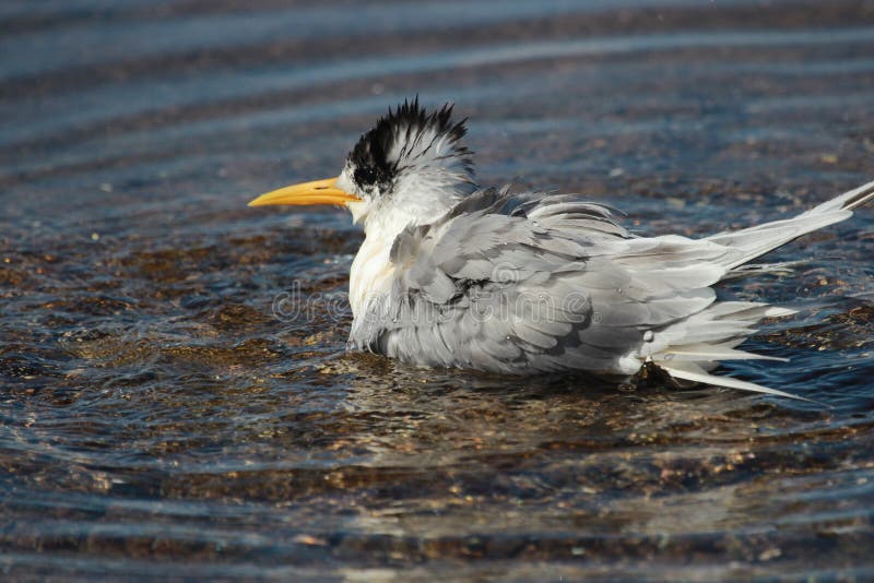 Great Crested Tern in Australia Stock Image - Image of feather, close ...