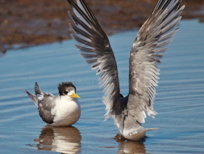 Great Crested Tern in Australia Stock Photo - Image of animals, exotic ...