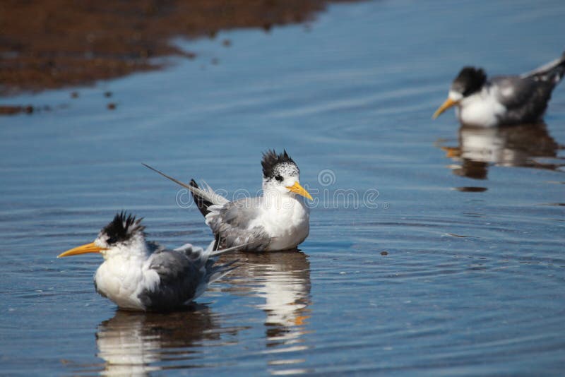 Great Crested Tern in Australia Stock Image - Image of animals, erect ...