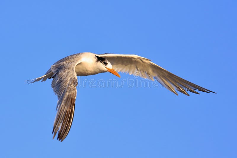 Great Crested Tern in Australia Stock Photo - Image of great, breeding ...