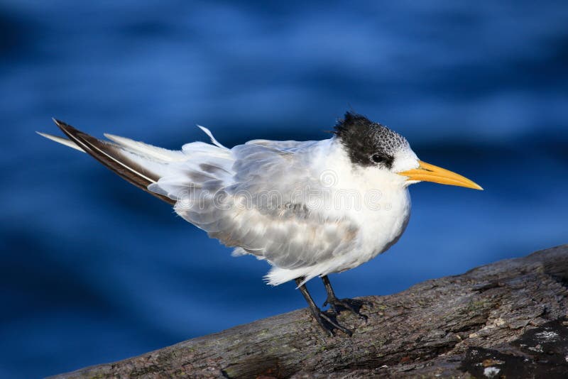 Great Crested Tern in Australia Stock Image - Image of endangered ...