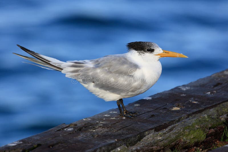 Great Crested Tern in Australia Stock Image - Image of endemic, crest ...