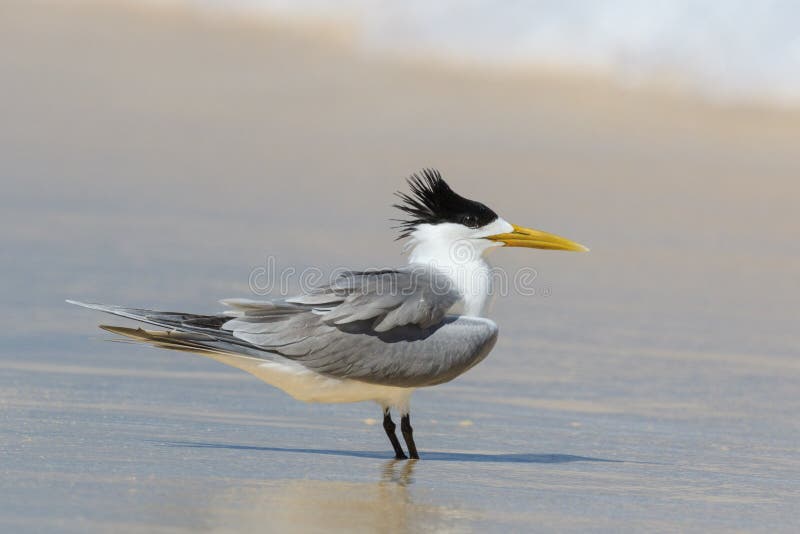 Great Crested Tern in Australia Stock Photo - Image of endemic, birds ...