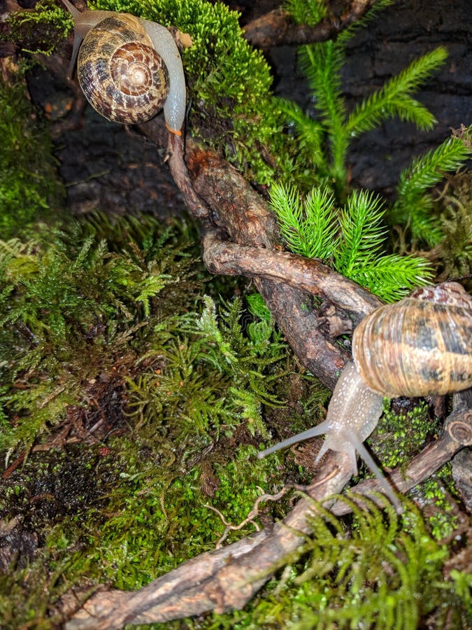 Large Terrestrial Land Snails Stock Image - Image of trunk, reptile ...