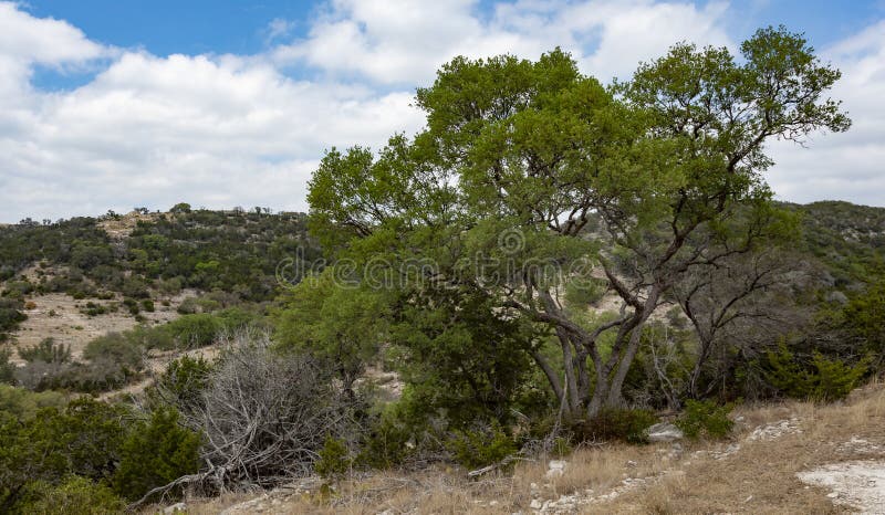 Large Texas Hill Country Mesquite Tree on a Ridge Stock Image - Image ...