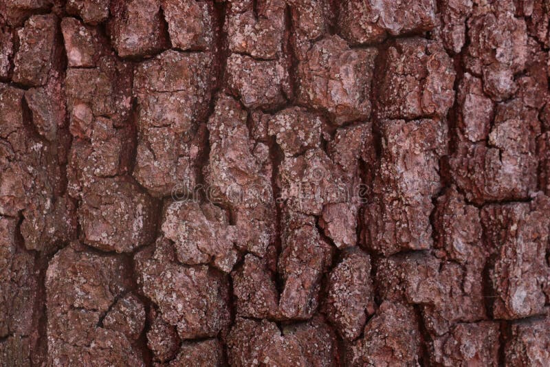 Large Texture of the Bark of an Old Tree, Wood Background. Stock Photo ...