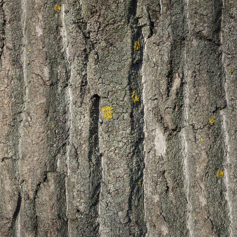 Large Texture of Populus Tree Bark with Lichen Patches Stock Image ...