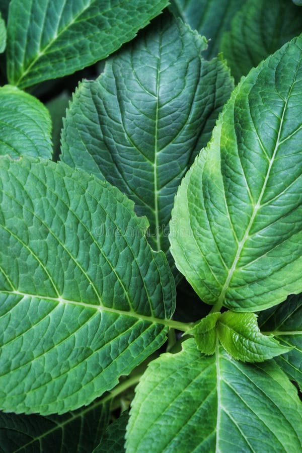 Large Textured Emerald Green Leaves Stock Image - Image of textured ...