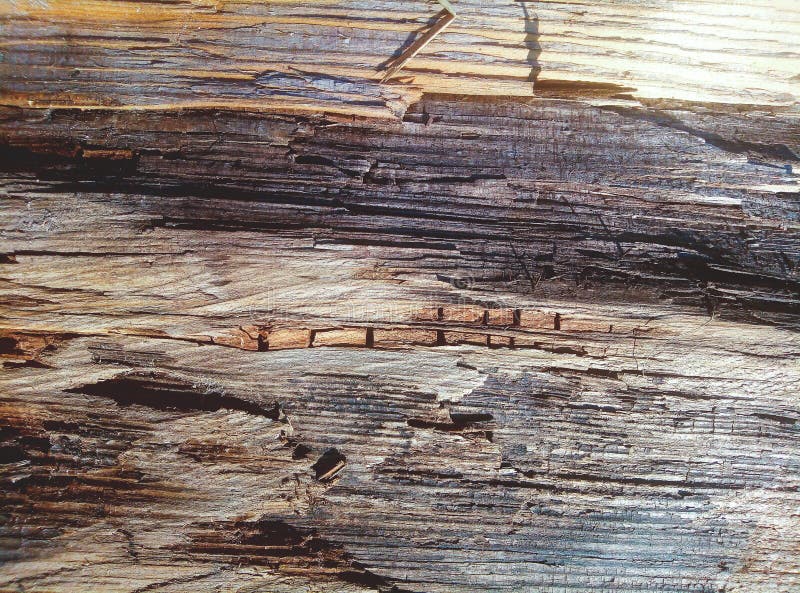 Large Textured Plan of the Wood Wall Texture. Stock Image - Image of ...