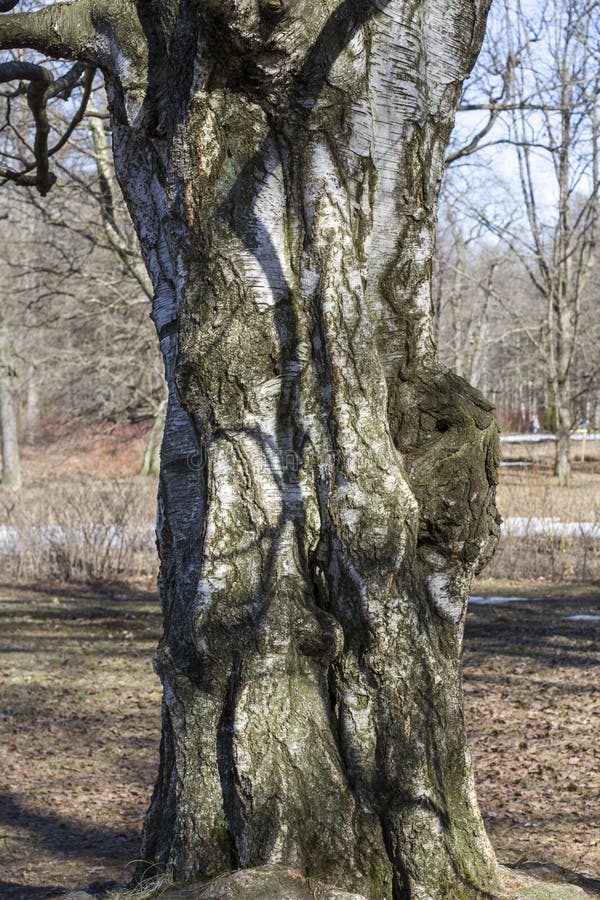 Large Textured Trunk of a Birch Tree Illuminated by the Sun Stock Image ...