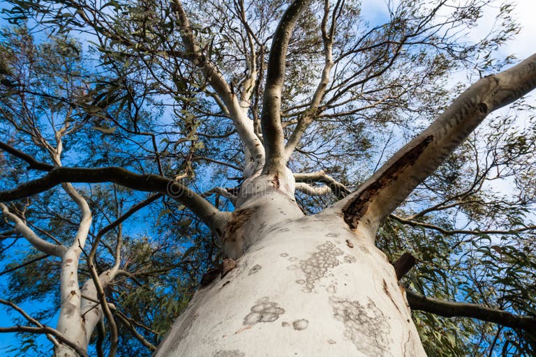 3,447 Gum Tree Bark Stock Photos - Free & Royalty-Free Stock Photos ...