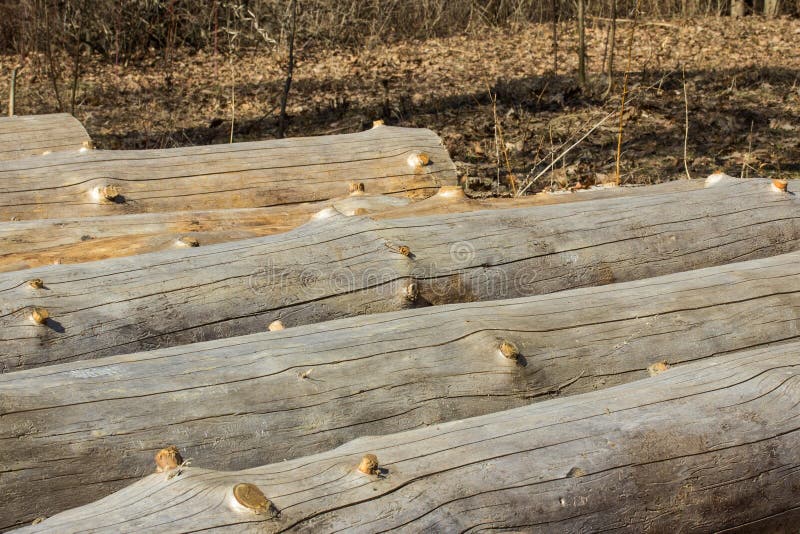 Large Thick Logs without Bark Lie in the Forest Stock Image - Image of ...