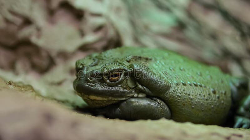 Large Thick Plump Frogs Rest Quietly in Zoo Dry Terrarium Stock Image ...