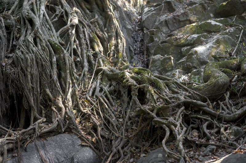 Large and Thick Roots in Mangrove Forest Stock Photo - Image of tree ...