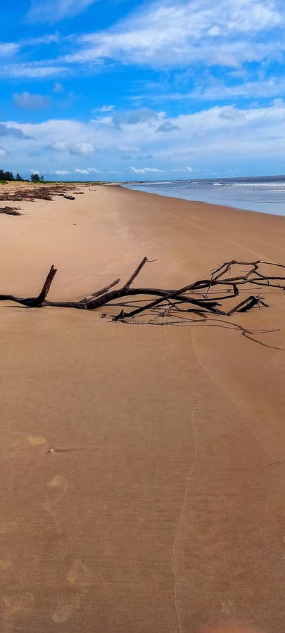 Large Thin Twisted Tree Branch on Deserted Beach Stock Photo - Image of ...