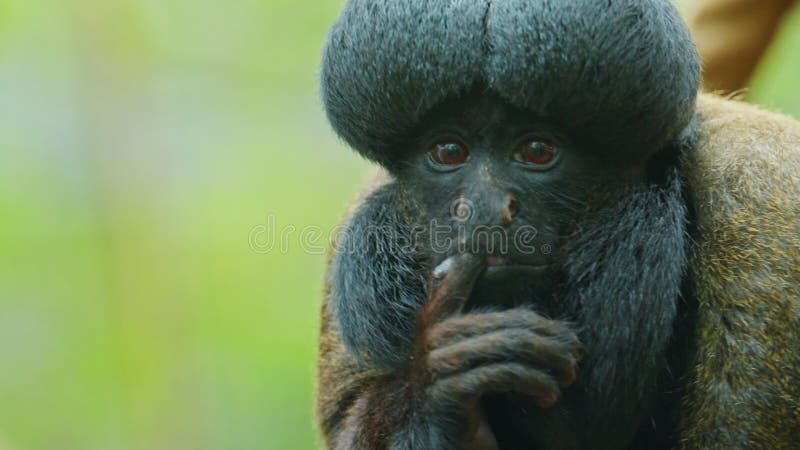 A Large Thinking Ape with a Pronounced Large Brain is in a Thinking ...