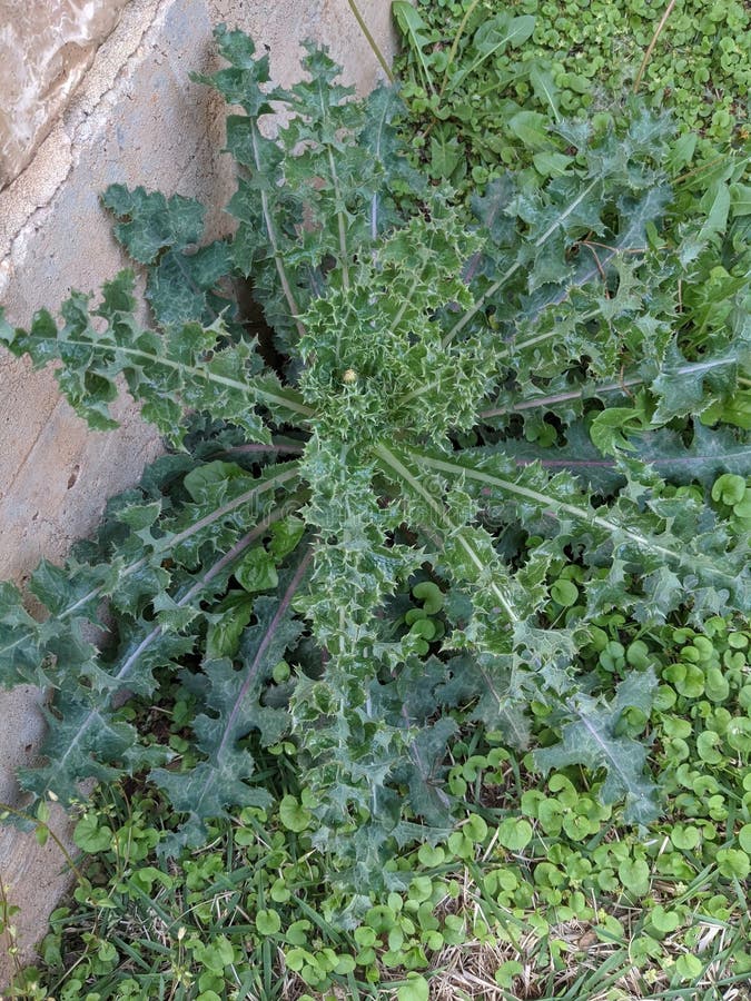 Large Thistle Plant Growing Next To House Foundation Stock Image ...