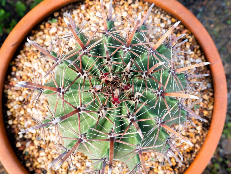 Large Thorns in the Circle of Cactus Stock Photo - Image of closeup ...