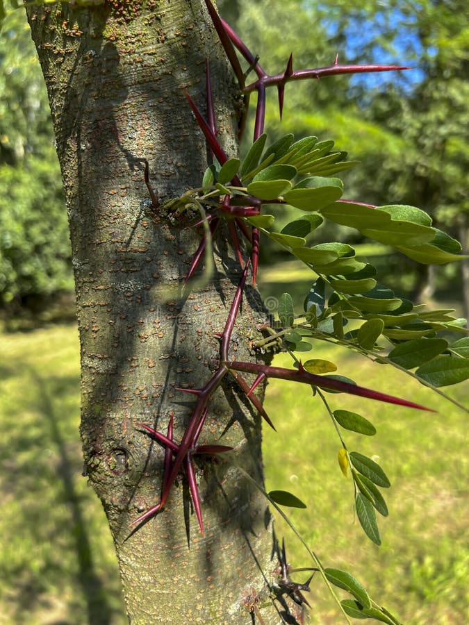 Large Thorns Growing from the Trunk of a Honey Locust Stock Image ...