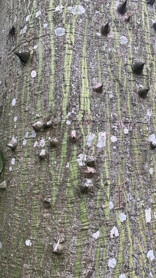 Large Thorny Tree in Tropical Forest Stock Photo - Image of green ...