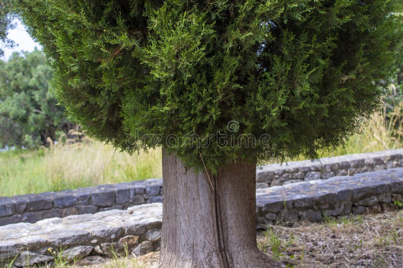 Large Thuja Tree. Close-up of a Green Arborvitae Bush Stock Image ...