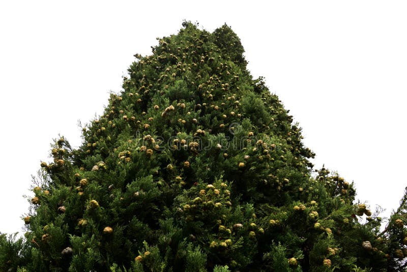 A Large Thuja Tree in the Forest with Small Cones on Thick Branches ...