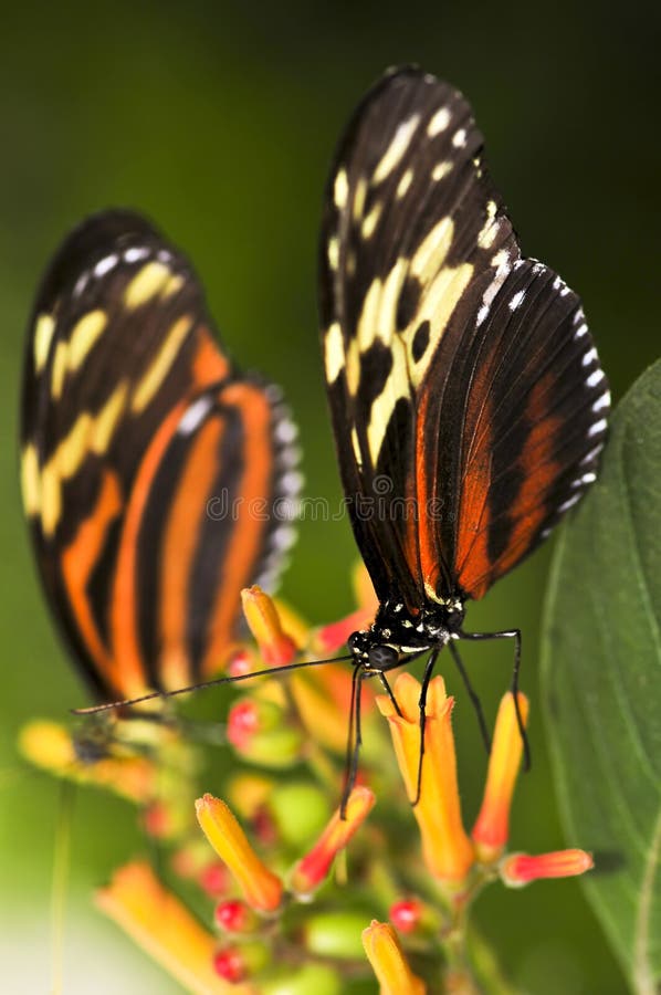 13+ Tiger butterflies Free Stock Photos - StockFreeImages