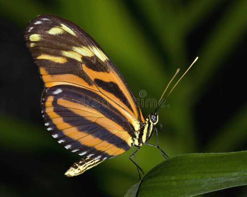 Large Tiger Butterfly stock image. Image of celeobaea - 7333495