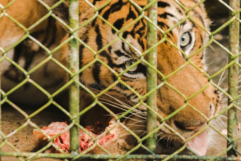 A Tiger in a Cage Eats Raw Chicken Stock Image - Image of carnivore ...