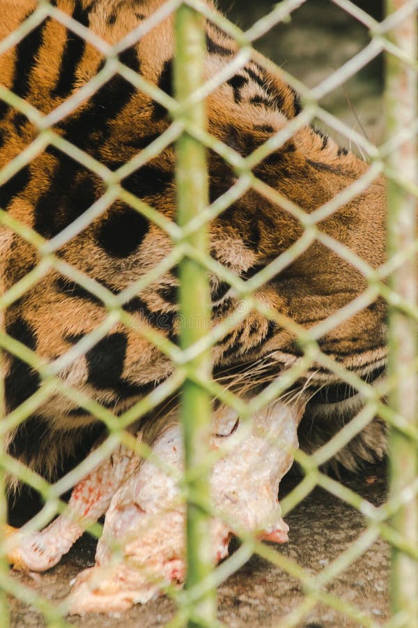 A Tiger in a Cage Eats Raw Chicken Stock Photo - Image of looking ...