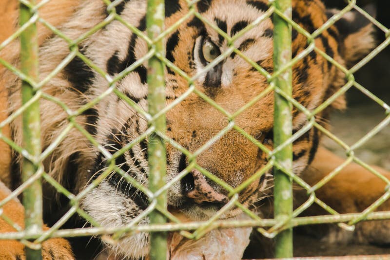 A Tiger in a Cage Eats Raw Chicken Stock Photo - Image of captive, male ...