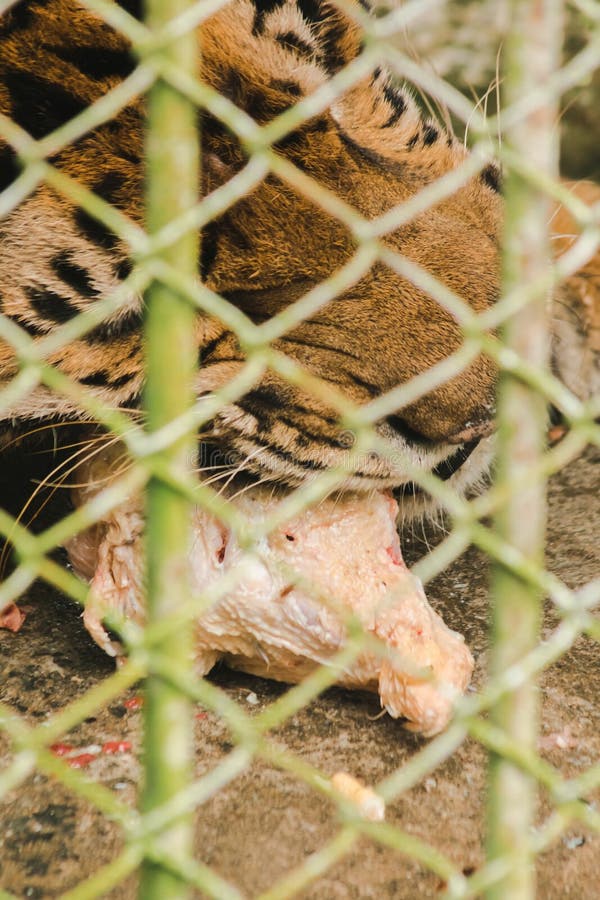 A Tiger in a Cage Eats Raw Chicken Stock Image - Image of nature, eyes ...