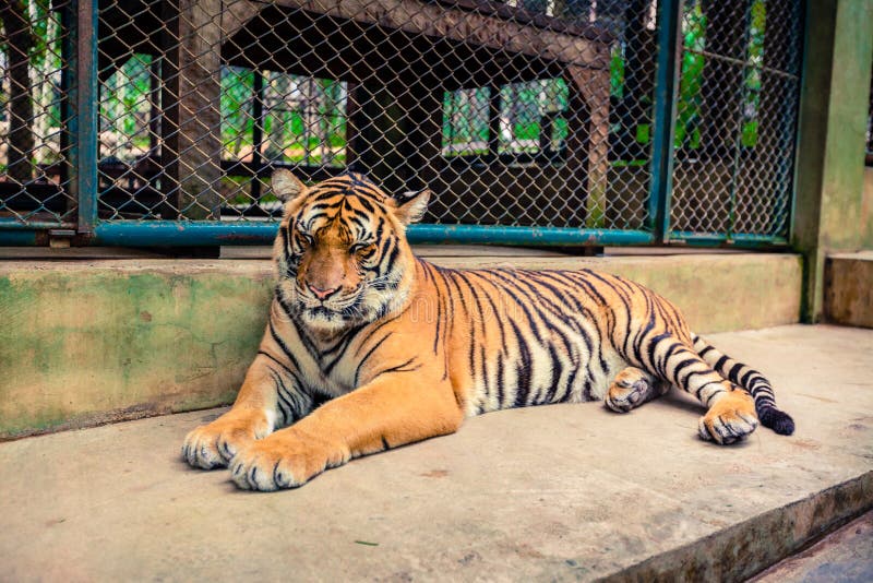 A large tiger lay down. stock image. Image of motion - 92751893