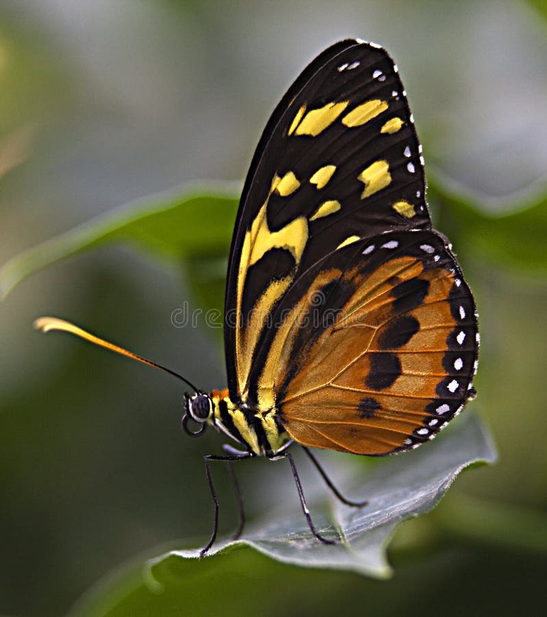 Large Tiger Monarch Butterfly Stock Image - Image of leaf, black: 8868023